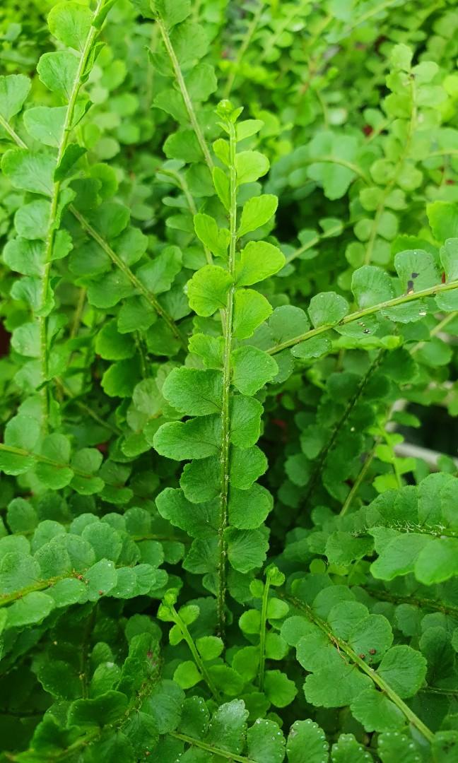 Nephrolepis Cordifolia 'Duffii' Fern , Lemon Button Fern (15cm pot ...