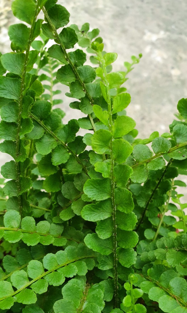 Nephrolepis Cordifolia 'Duffii' Fern , Lemon Button Fern (15cm pot ...
