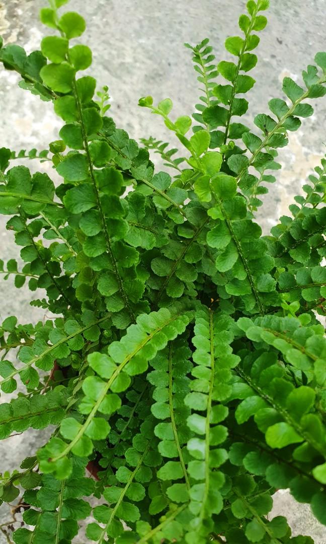 Nephrolepis Cordifolia 'Duffii' Fern , Lemon Button Fern (15cm pot ...