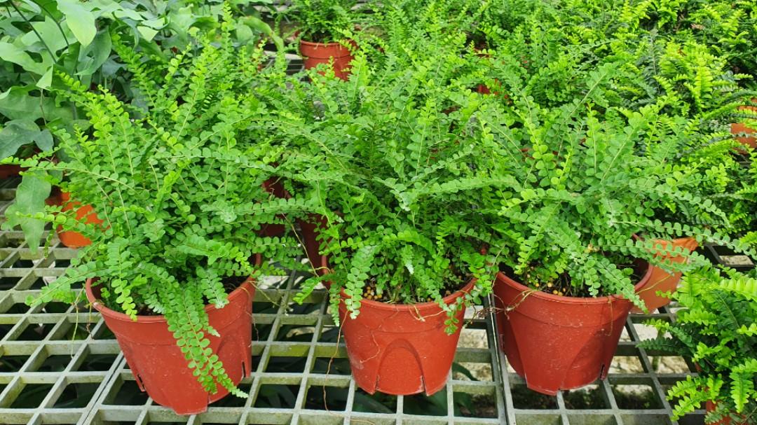 Nephrolepis Cordifolia 'Duffii' Fern , Lemon Button Fern (15cm pot ...