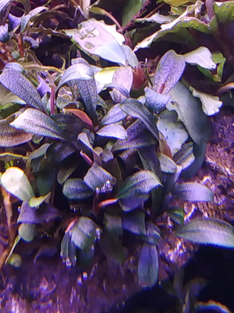 Bucephalandra brownie ghost 2019, Pet Supplies, For Fish, Fish Tank ...