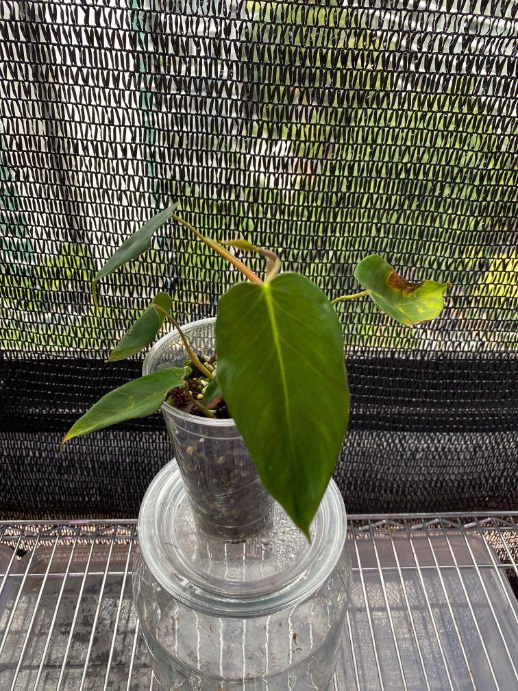Philodendron magnum, Furniture & Home Living, Gardening, Plants & Seeds ...