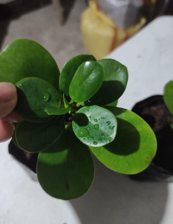 Ficus Nana / Money Plant, Furniture & Home Living, Gardening, Plants ...