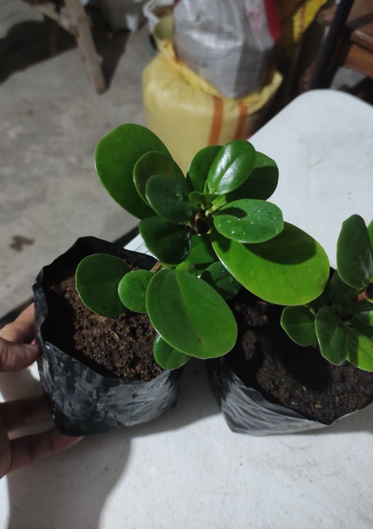 Ficus Nana / Money Plant, Furniture & Home Living, Gardening, Plants ...