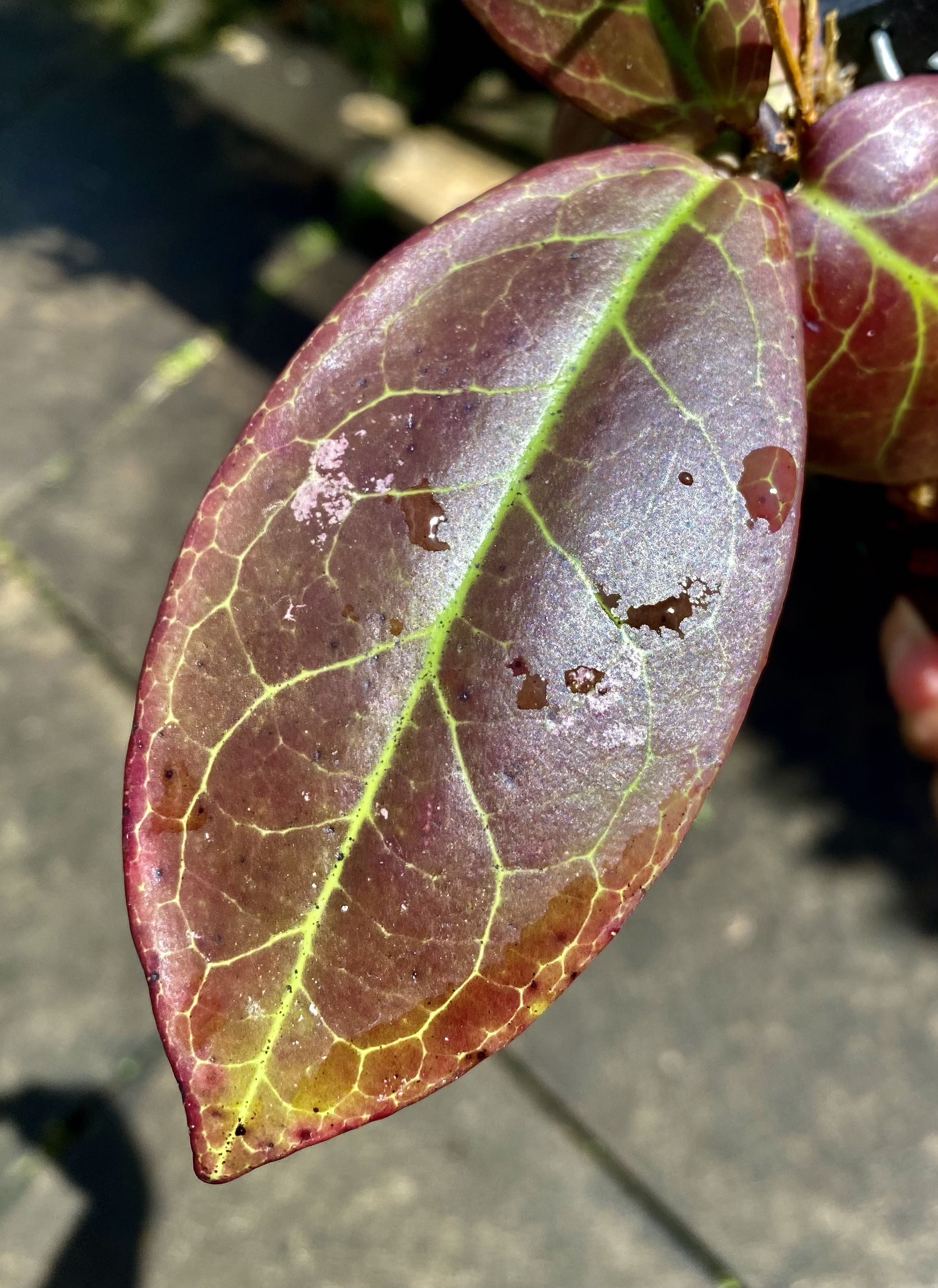 Hoya sp. Indonesia, Furniture & Home Living, Gardening, Plants & Seeds ...