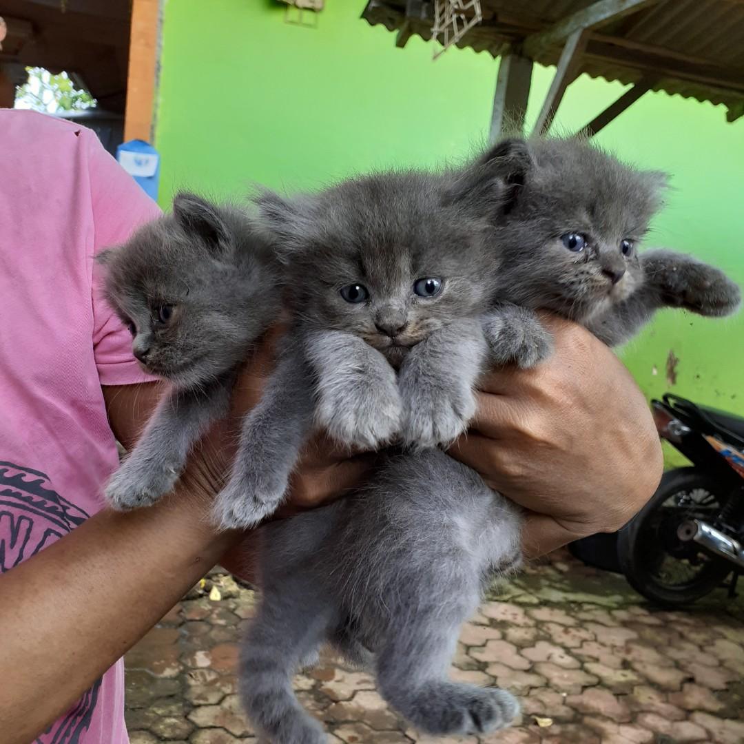 Anak Kucing Anggora