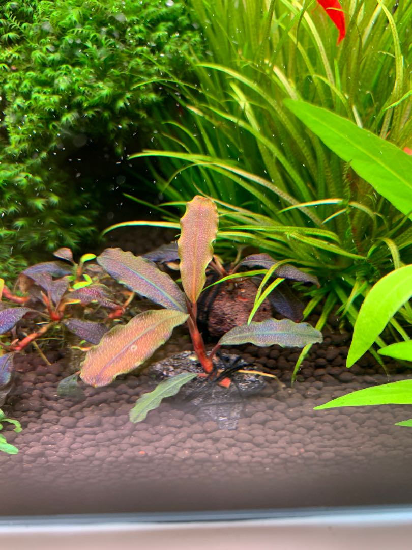 Bucephalandra sp., Furniture & Home Living, Gardening, Plants & Seeds ...