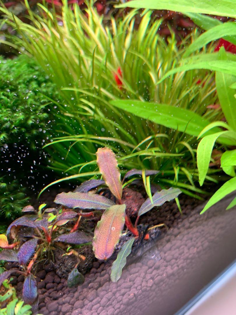 Bucephalandra sp., Furniture & Home Living, Gardening, Plants & Seeds ...