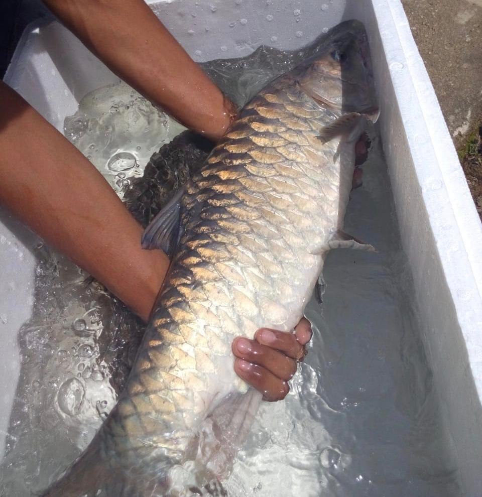 Empurau "Wang Bu Liao" Fish arrival for Opening for 10 people Dine-in ...
