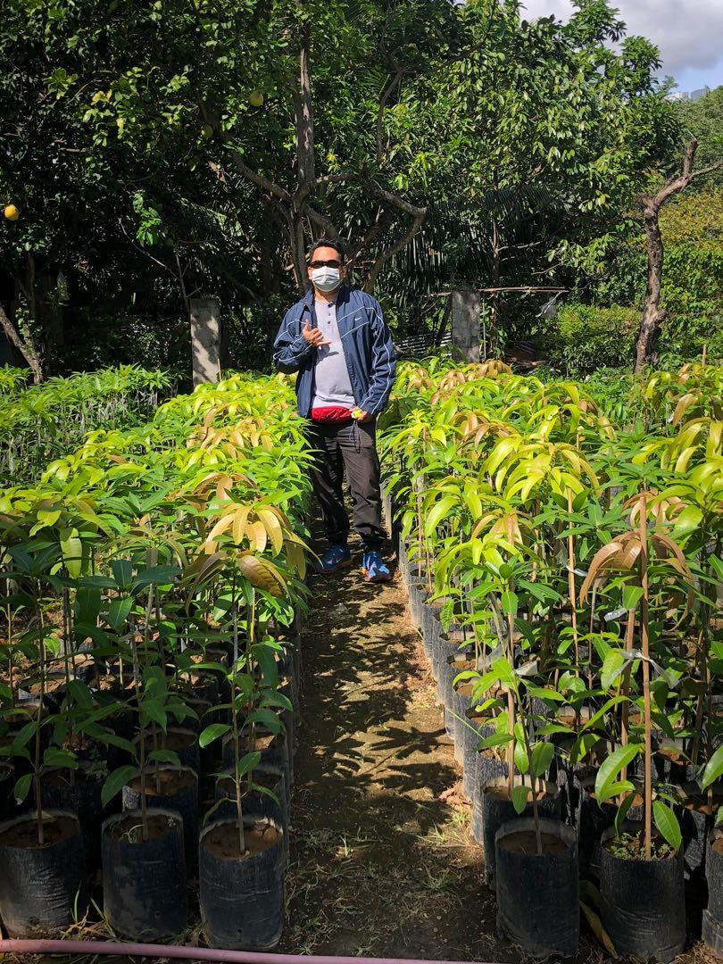 Golden Queen Mango, Furniture & Home Living, Gardening, Plants & Seeds ...