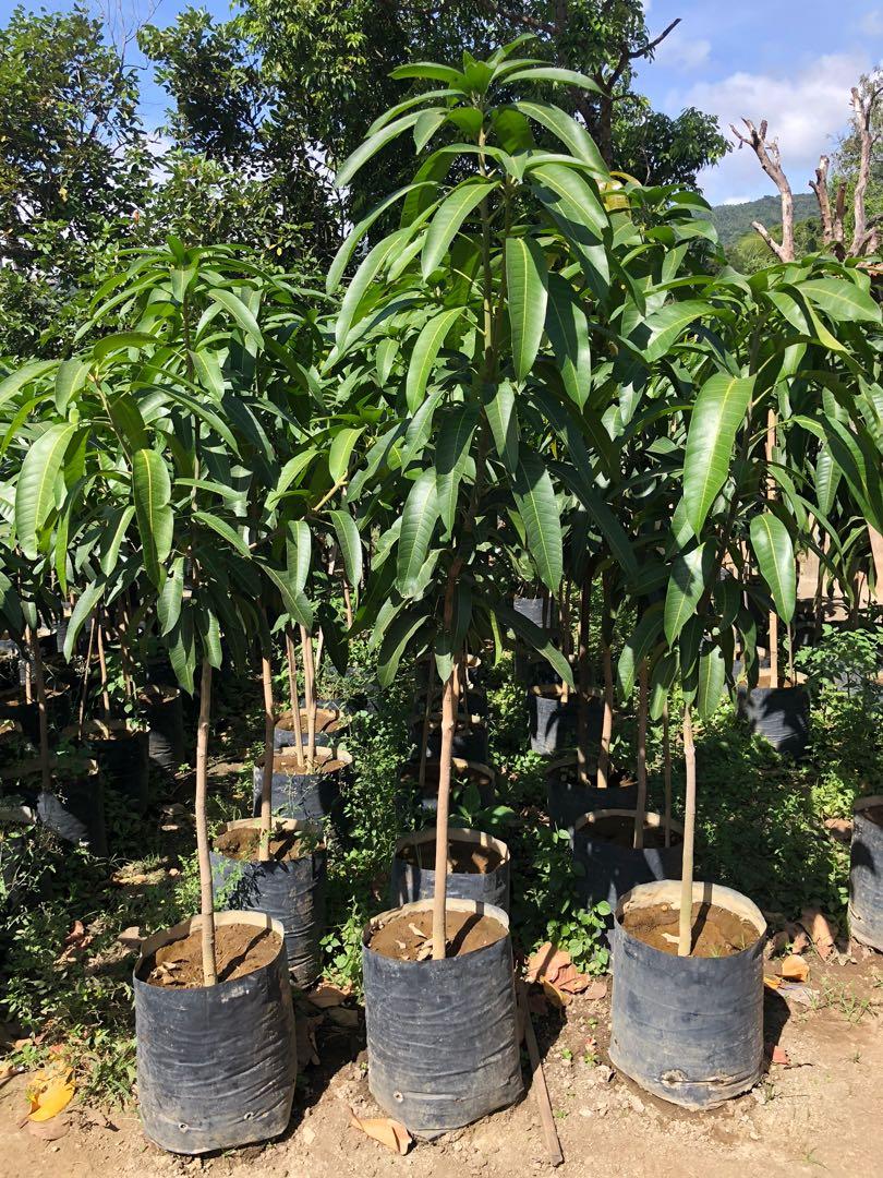 Golden Queen Mango, Furniture & Home Living, Gardening, Plants & Seeds ...
