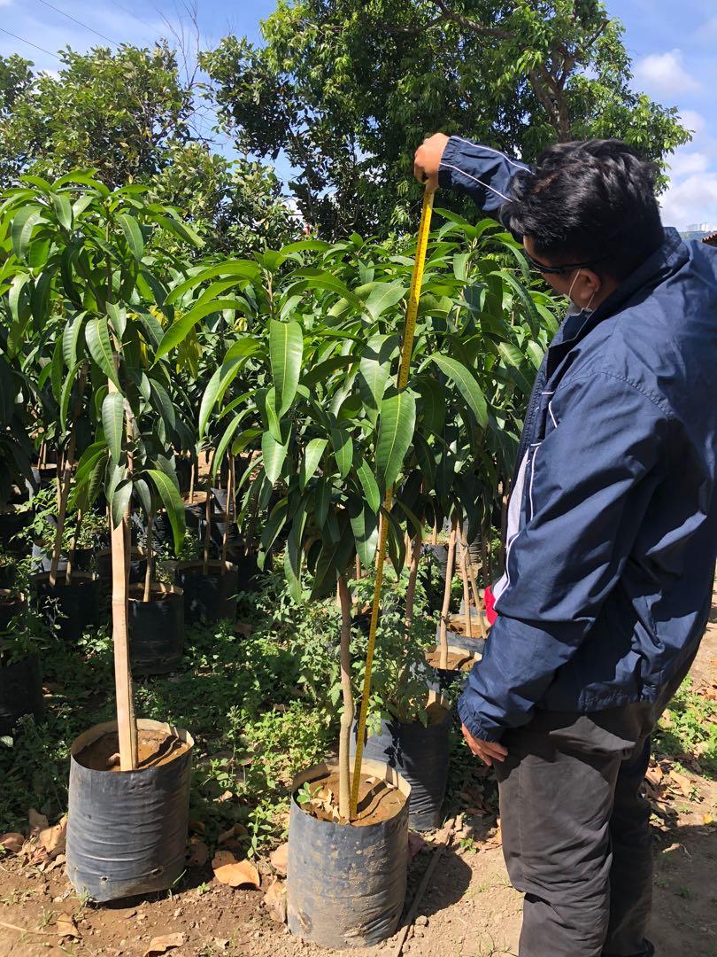 Golden Queen Mango, Furniture & Home Living, Gardening, Plants & Seeds ...