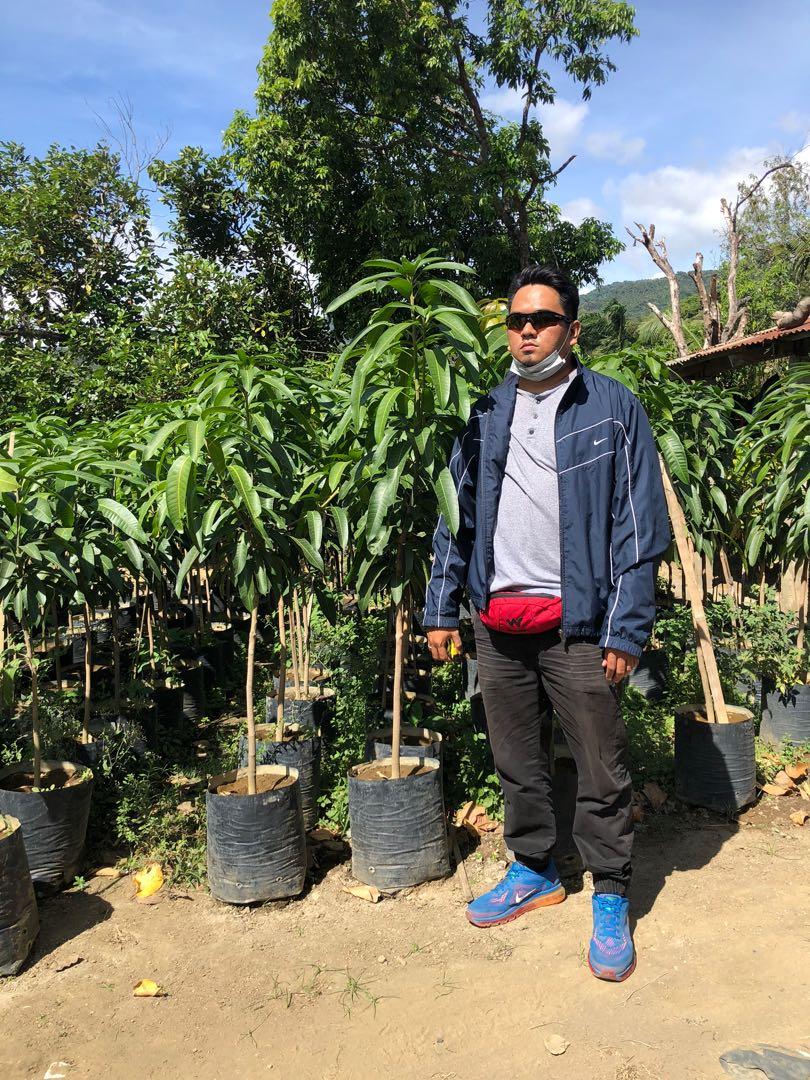 Golden Queen Mango, Furniture & Home Living, Gardening, Plants & Seeds ...