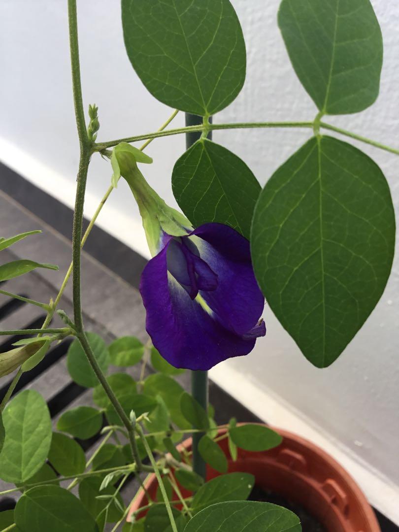 New! Tall Homegrown Flowering Butterfly Pea Plant Potted Pesticide ...