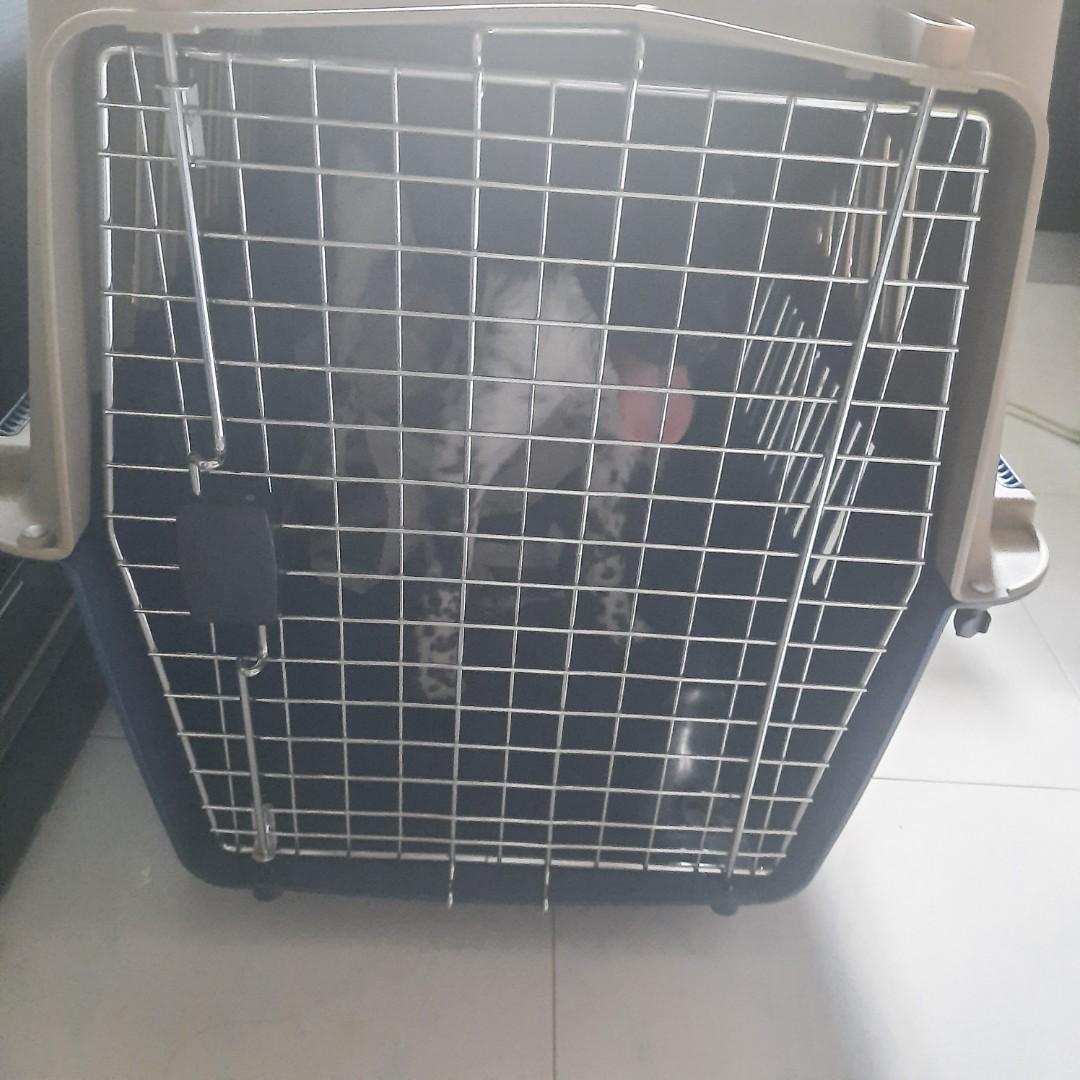 Urgent need to clear Pet crate, Pet Supplies, Homes & Other Pet ...
