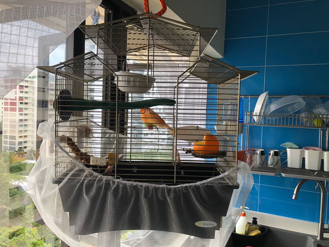 Ferplast bird cage, Pet Supplies, Homes & Other Pet Accessories on ...