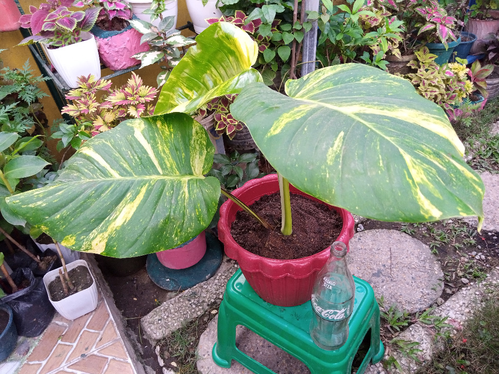GIANT GOLDEN POTHOS LARGE LEAF RARE INDOOR OUTDOOR PLANTS PLANT ...
