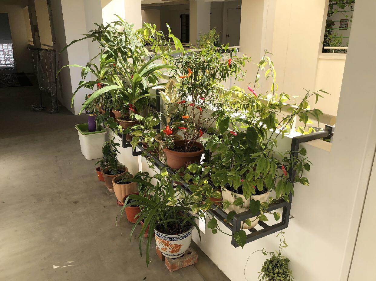 Heavy Duty Standard Flower Plant Rack Balcony Display Shelf for HDB ...