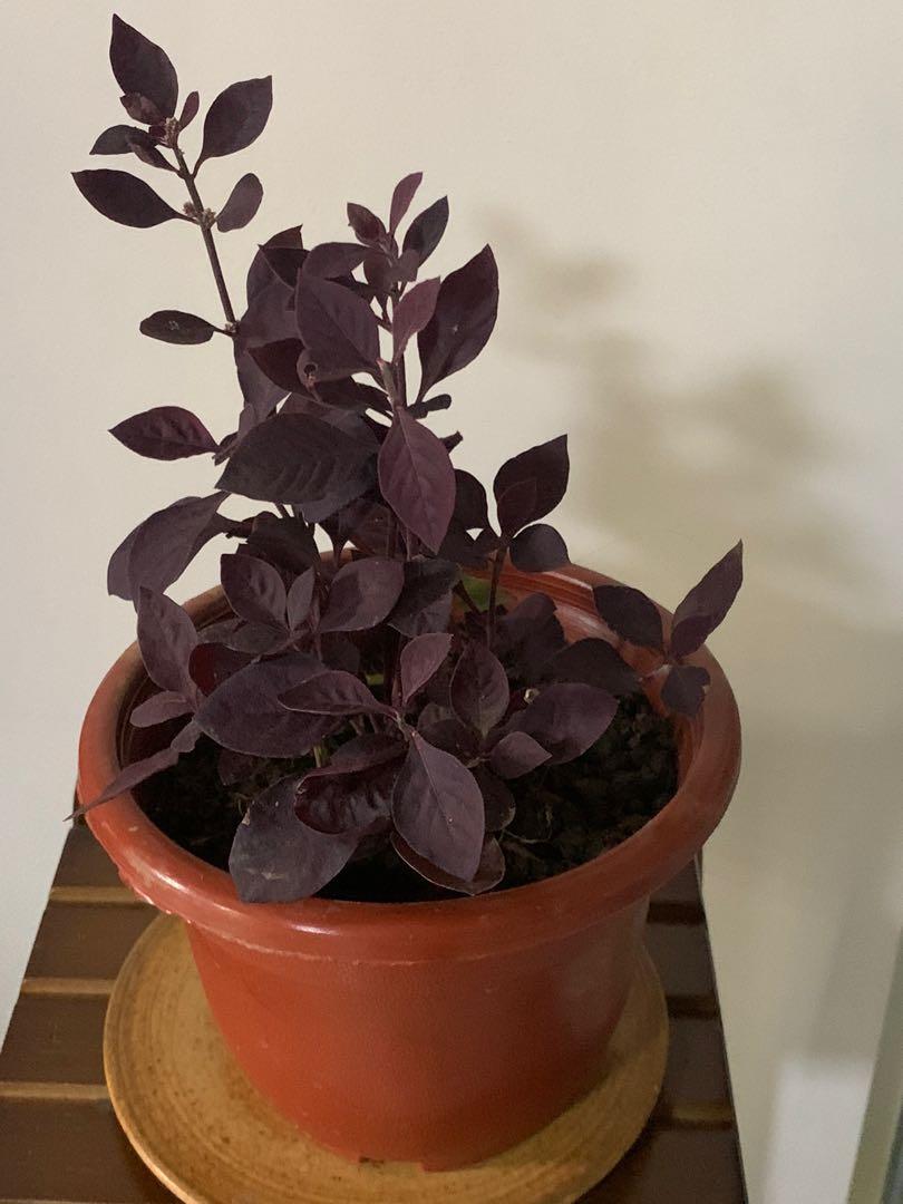 Potted Red creeper plant, Furniture & Home Living, Gardening, Plants ...