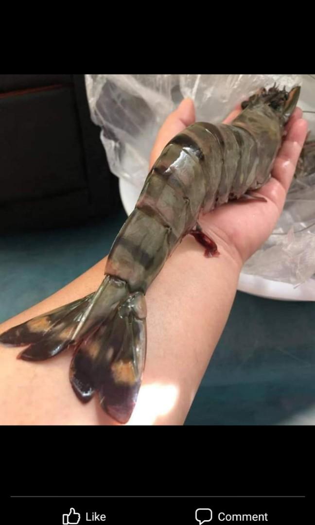 Sugpo 11 - 15 pcs, Food & Drinks, Fresh Produce on Carousell