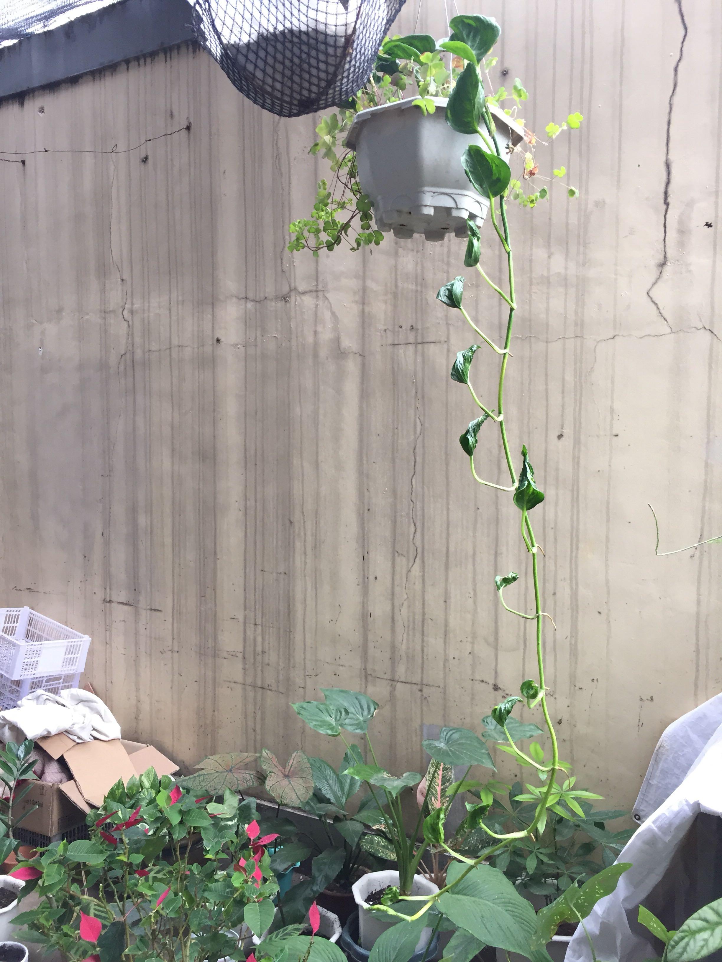 Variegated 4ft long trailing shangrila pothos, Furniture & Home Living ...