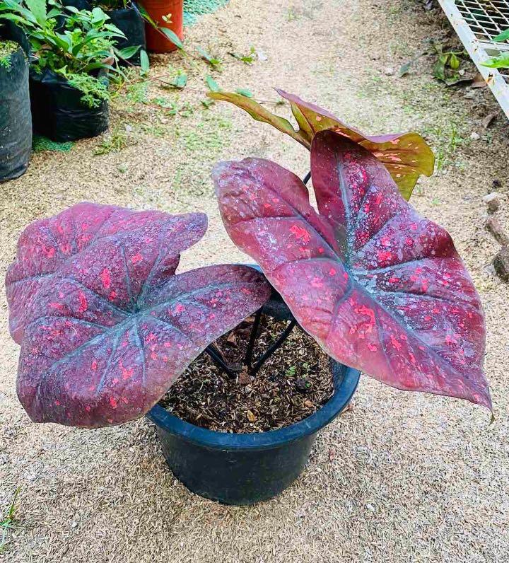 Caladium Black Mamba, Furniture & Home Living, Gardening, Plants ...
