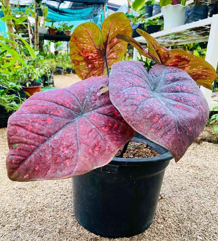 Caladium Black Mamba, Furniture & Home Living, Gardening, Plants ...