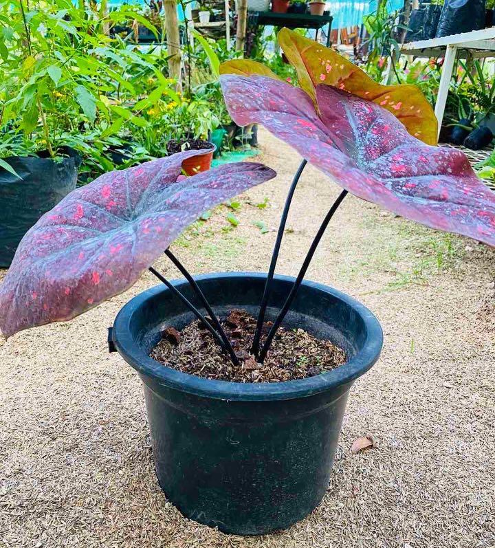 Caladium Black Mamba, Furniture & Home Living, Gardening, Plants ...