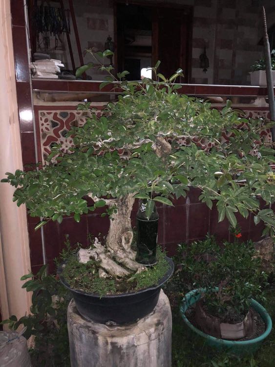 Molave Tugas Bonsai, Furniture & Home Living, Gardening, Plants & Seeds ...