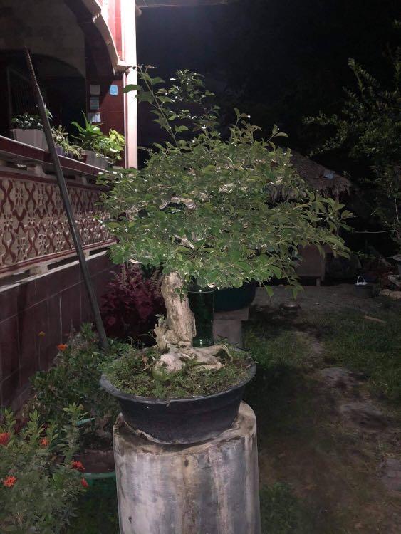 Molave Tugas Bonsai, Furniture & Home Living, Gardening, Plants & Seeds ...