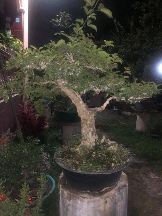 Molave Tugas Bonsai, Furniture & Home Living, Gardening, Plants & Seeds ...