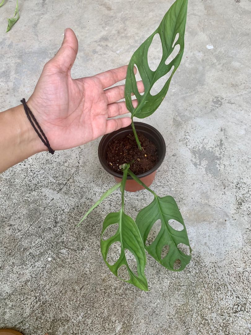 Monstera acuminata, Furniture & Home Living, Home Decor, Artificial ...