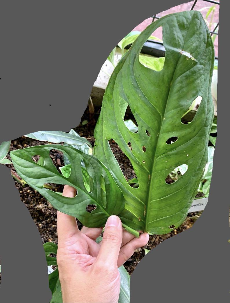 Monstera acuminata, Furniture & Home Living, Home Decor, Artificial ...