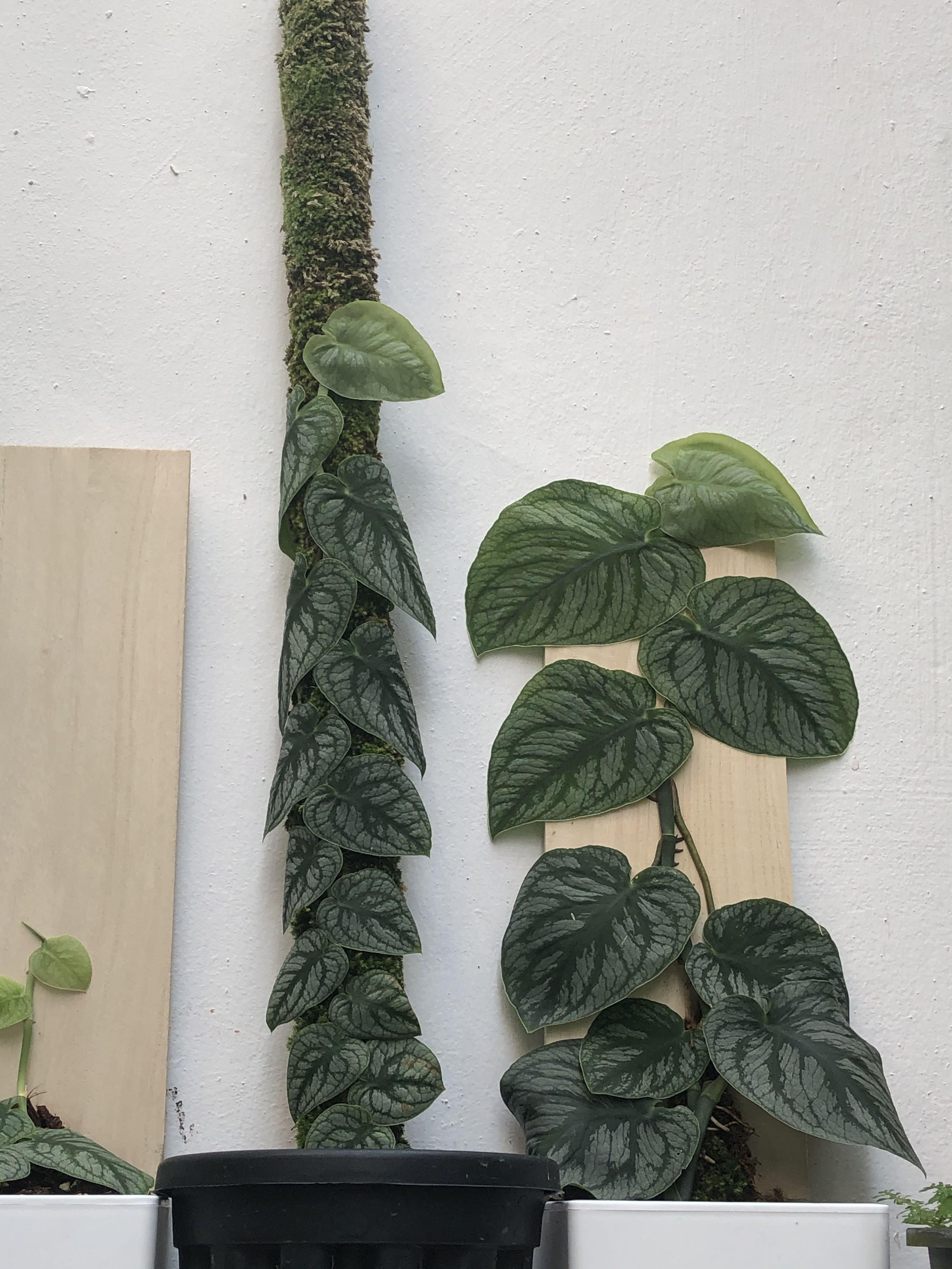 Monstera Dubia (Shingle plant), Gardening, Plants on Carousell