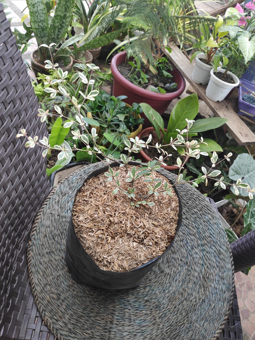 Variegated African Talisay, Furniture & Home Living, Gardening, Plants ...