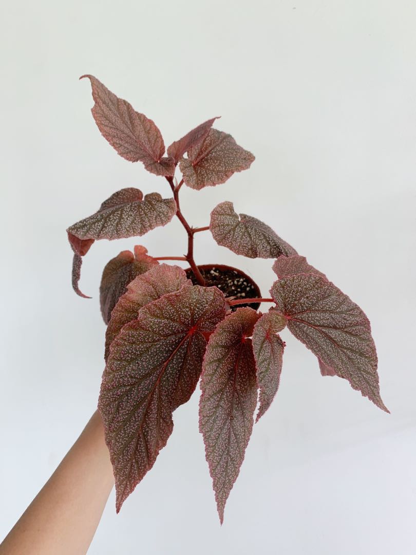 Begonia U062, Furniture & Home Living, Gardening, Plants & Seeds on ...