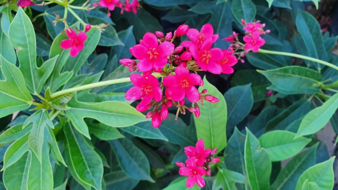 Jatropha panduraefolia , Peregrina, Spicy Jatropha, Shanghai Beauty ...