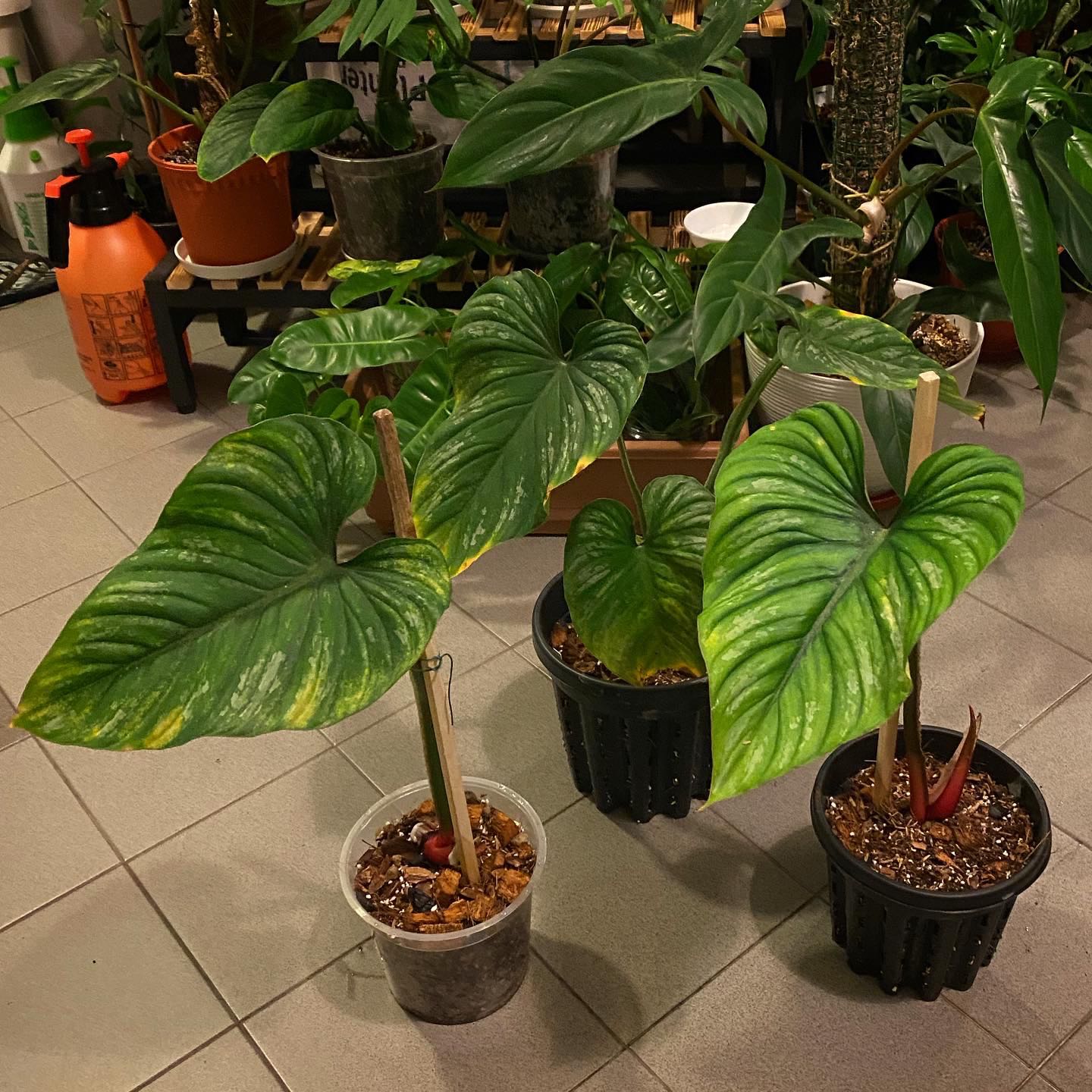 New plants coming soon, Furniture & Home Living, Gardening, Plants ...