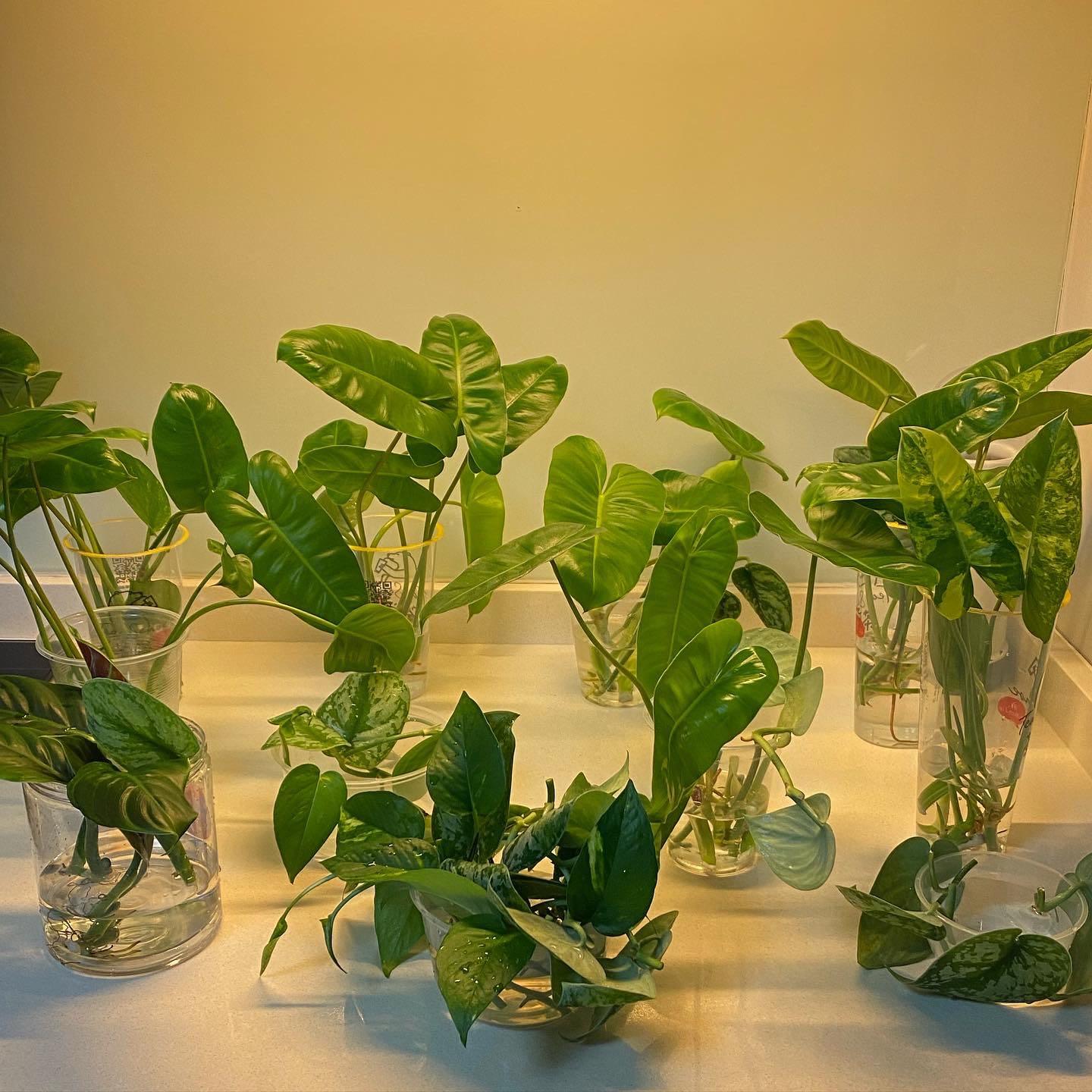 New plants coming soon, Furniture & Home Living, Gardening, Plants ...