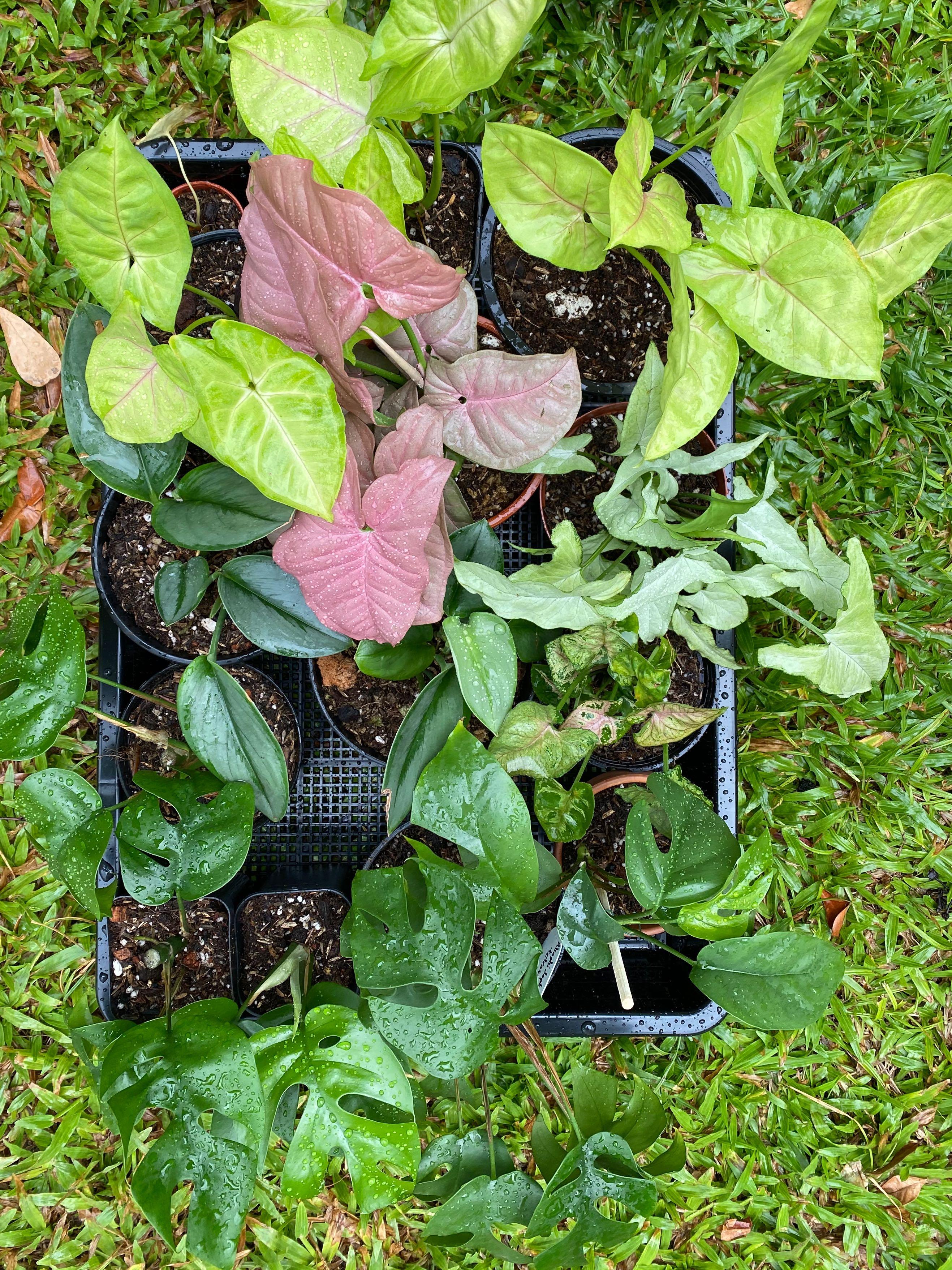 New plants coming soon, Furniture & Home Living, Gardening, Plants ...