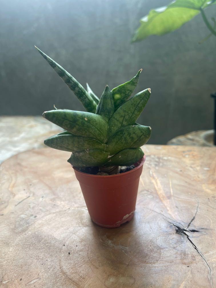 Sansevieria boncel mini, Furniture & Home Living, Gardening, Plants ...