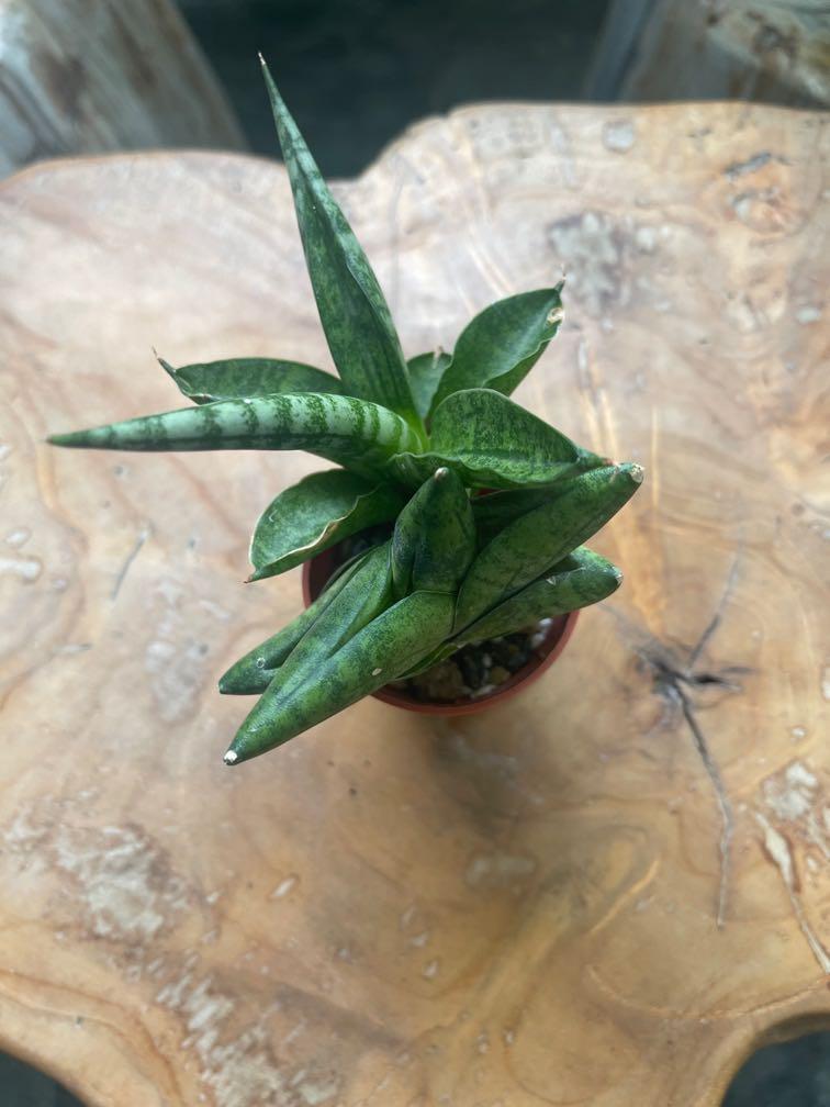 Sansevieria boncel mini, Furniture & Home Living, Gardening, Plants ...