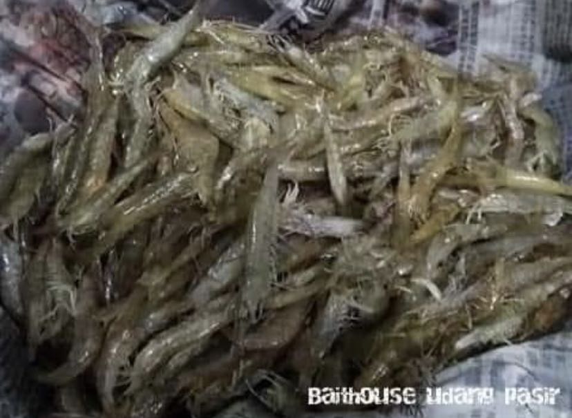 Udang Pasir / Sand Prawn / Sandy - Fishing Bait, Everything Else on ...