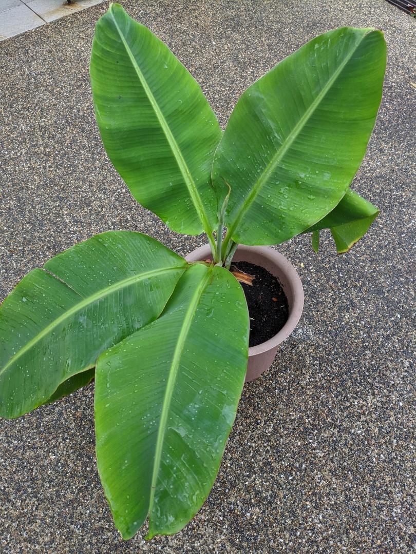 Banana Tree / Sapling, Furniture & Home Living, Gardening, Plants ...