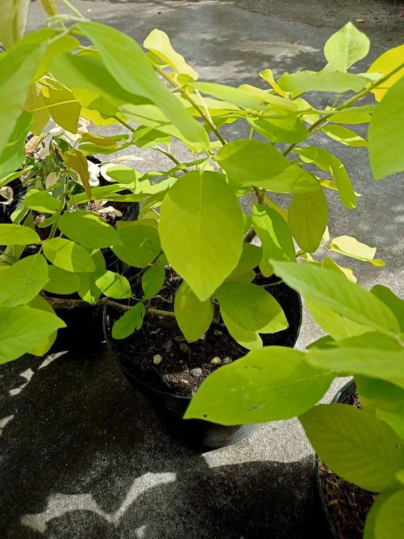 Golden Legium, Furniture & Home Living, Gardening, Plants & Seeds on ...