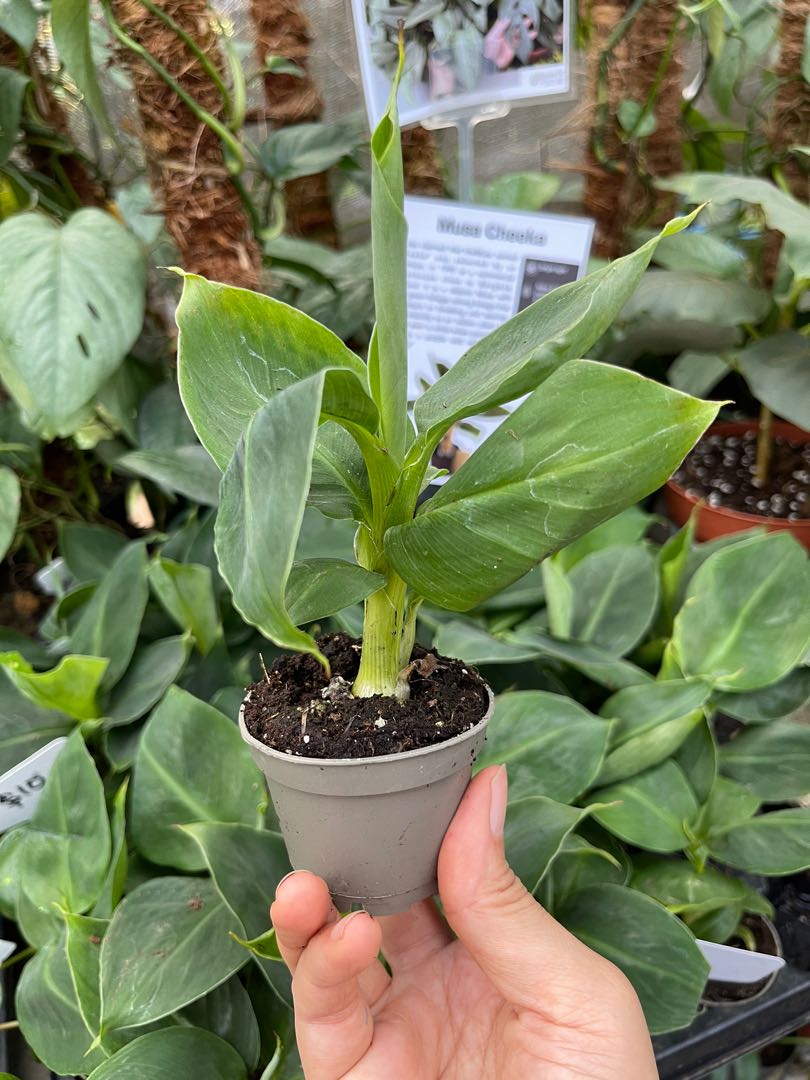 Musa cheeka mini banana plant, Furniture & Home Living, Gardening ...