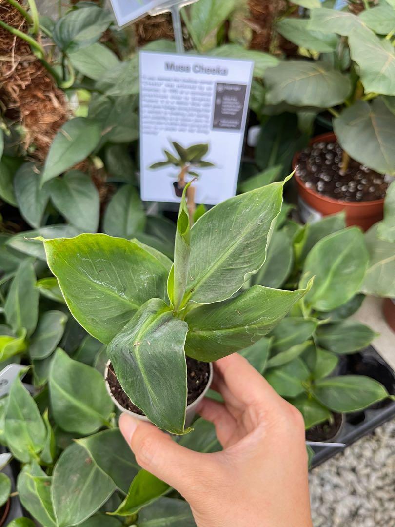 Musa cheeka mini banana plant, Furniture & Home Living, Gardening ...