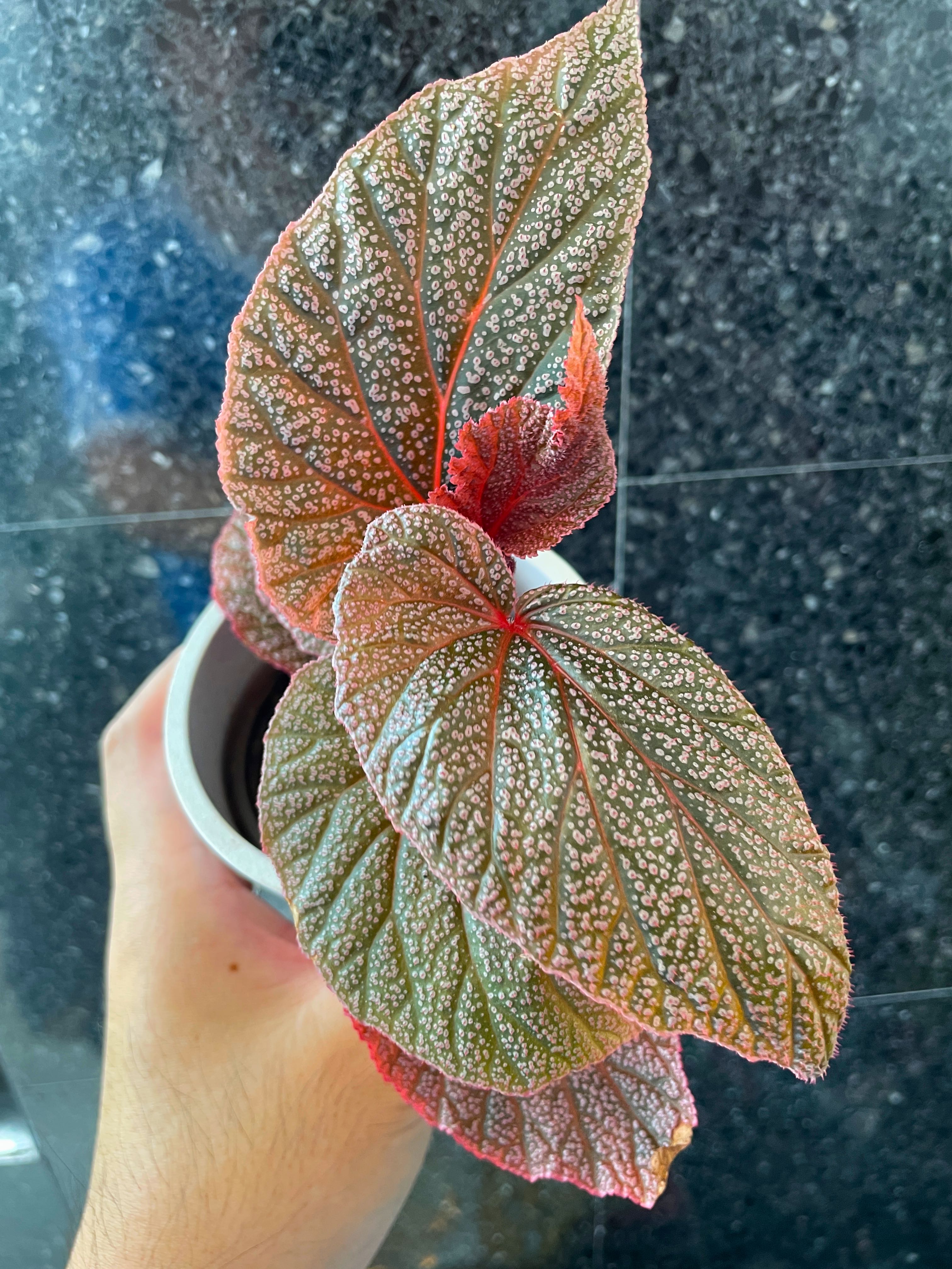 Begonia U062, Furniture & Home Living, Gardening, Plants & Seeds on ...