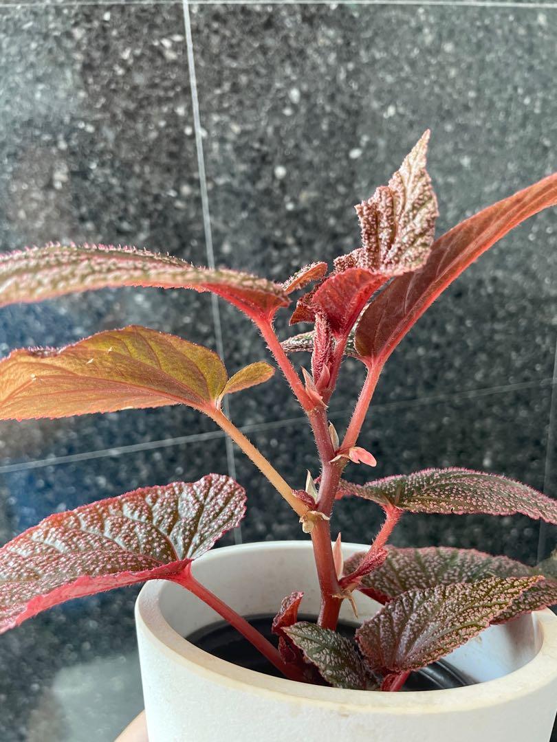 Begonia U062, Furniture & Home Living, Gardening, Plants & Seeds on ...