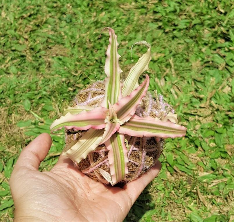 Pink Cryptanthus Bromeliad Koke Ball, Plant Ball, Furniture & Home ...